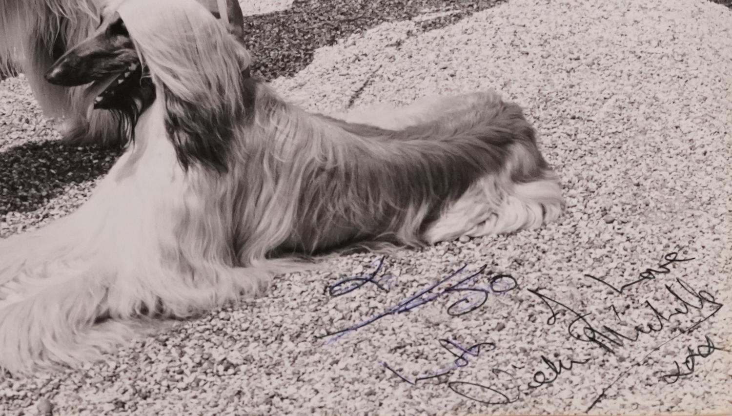 Barbara Tester | Portrait of Afghan Ranjitsinhji of Jagrai-ranji ...