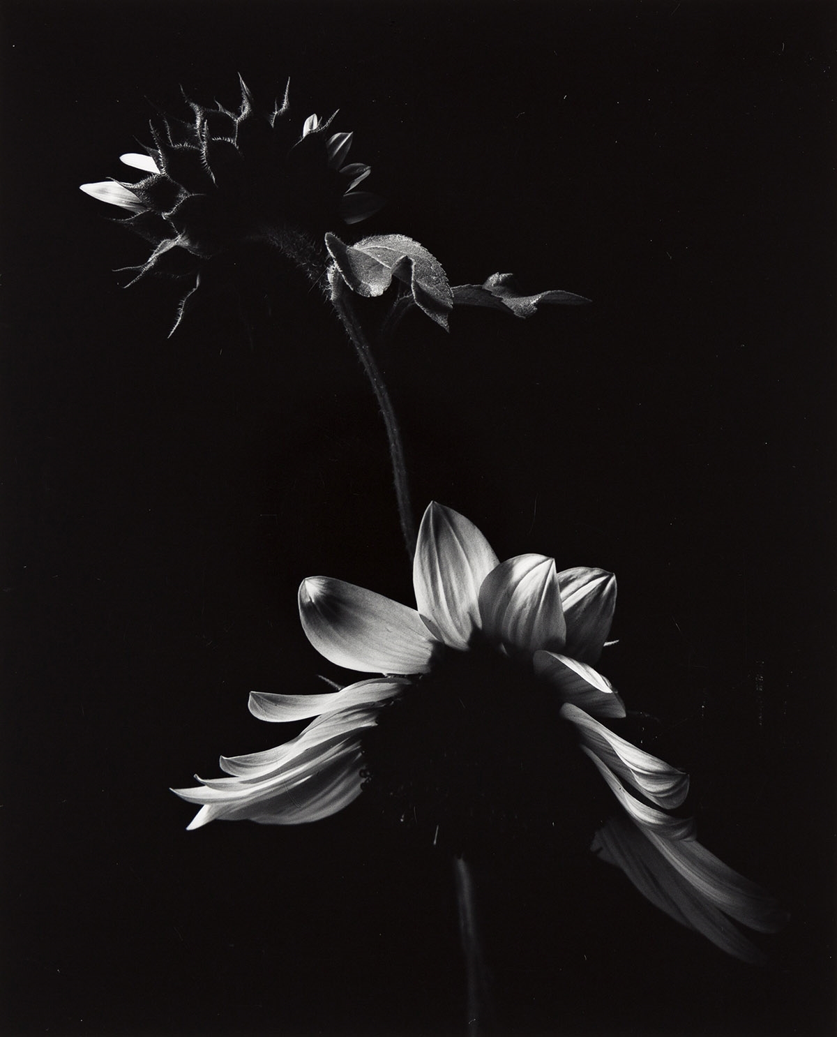 Paul Caponigro | PAUL CAPONIGRO (1932- ) Two Sunflowers, Winthrop, MA ...
