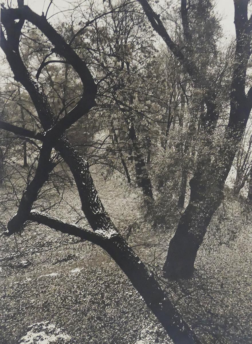 Josef Sudek | Trees In The Seminary Garden, 1950 (1970s) | MutualArt