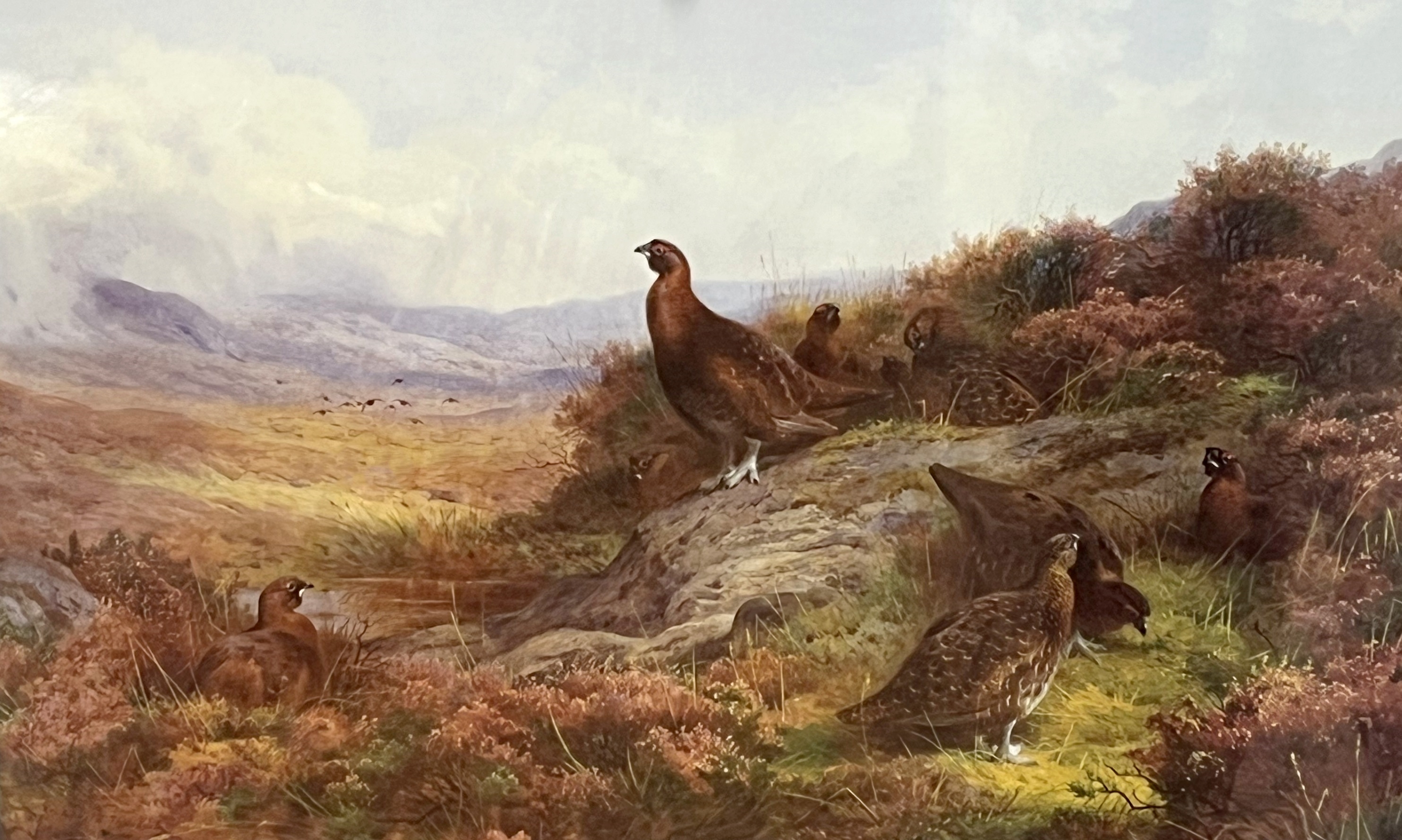 Archibald Thorburn | a group of Red Grouse | MutualArt