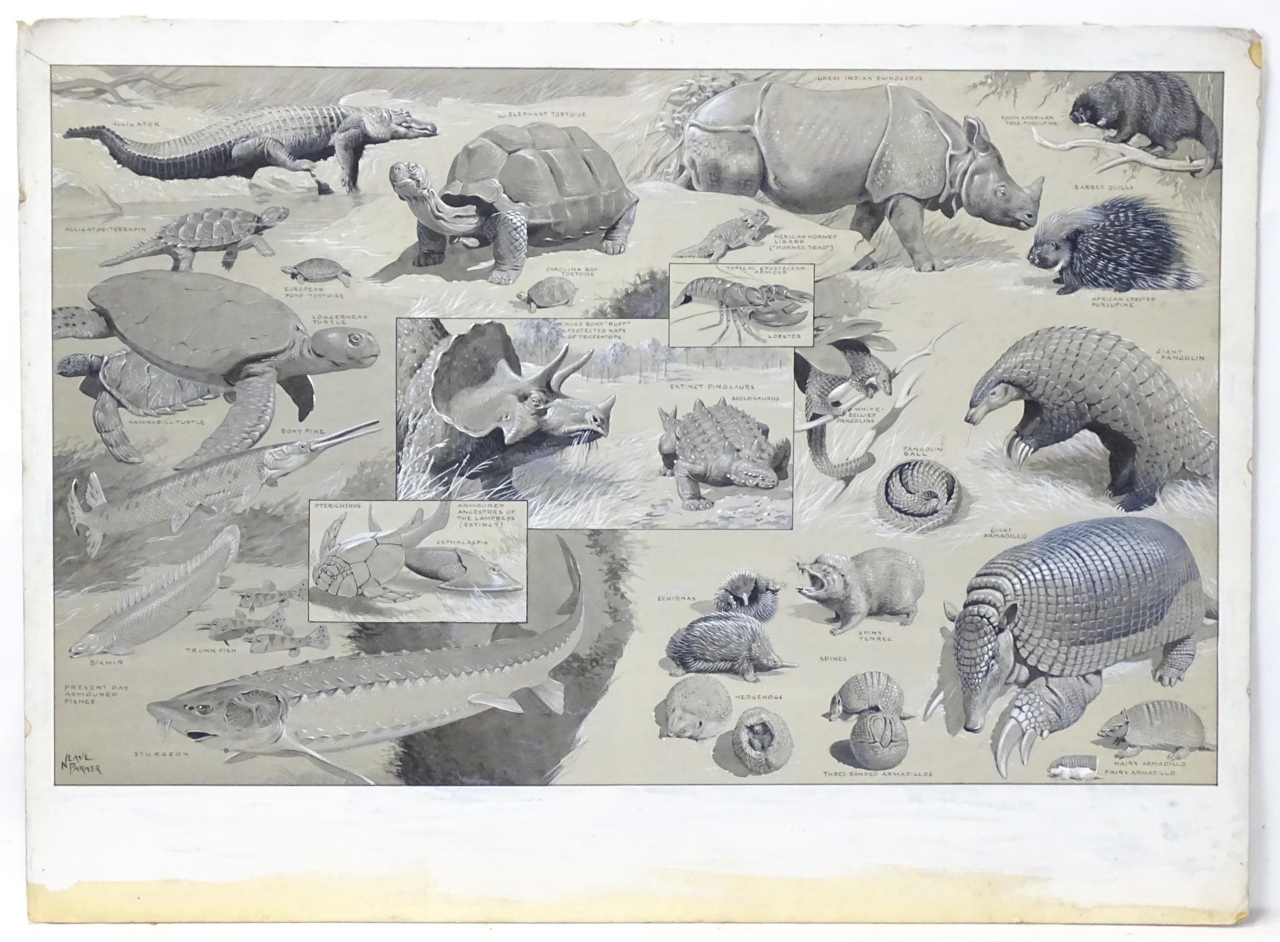 William Neave Parker | Natural History Studies | MutualArt
