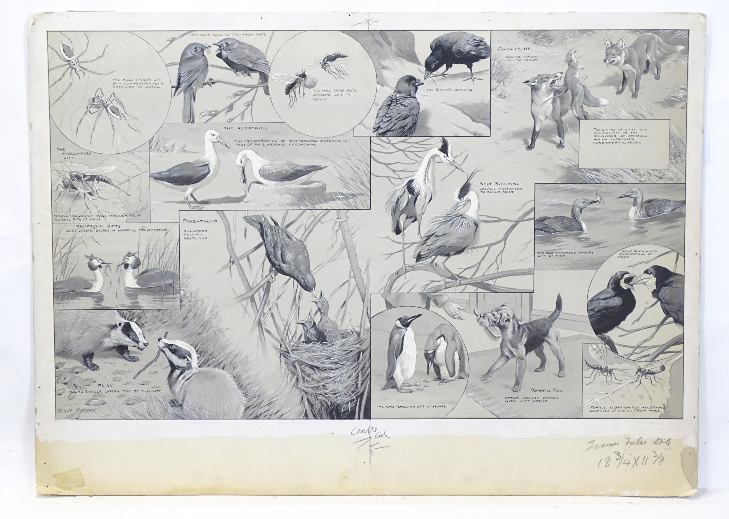 William Neave Parker | Natural History Studies | MutualArt