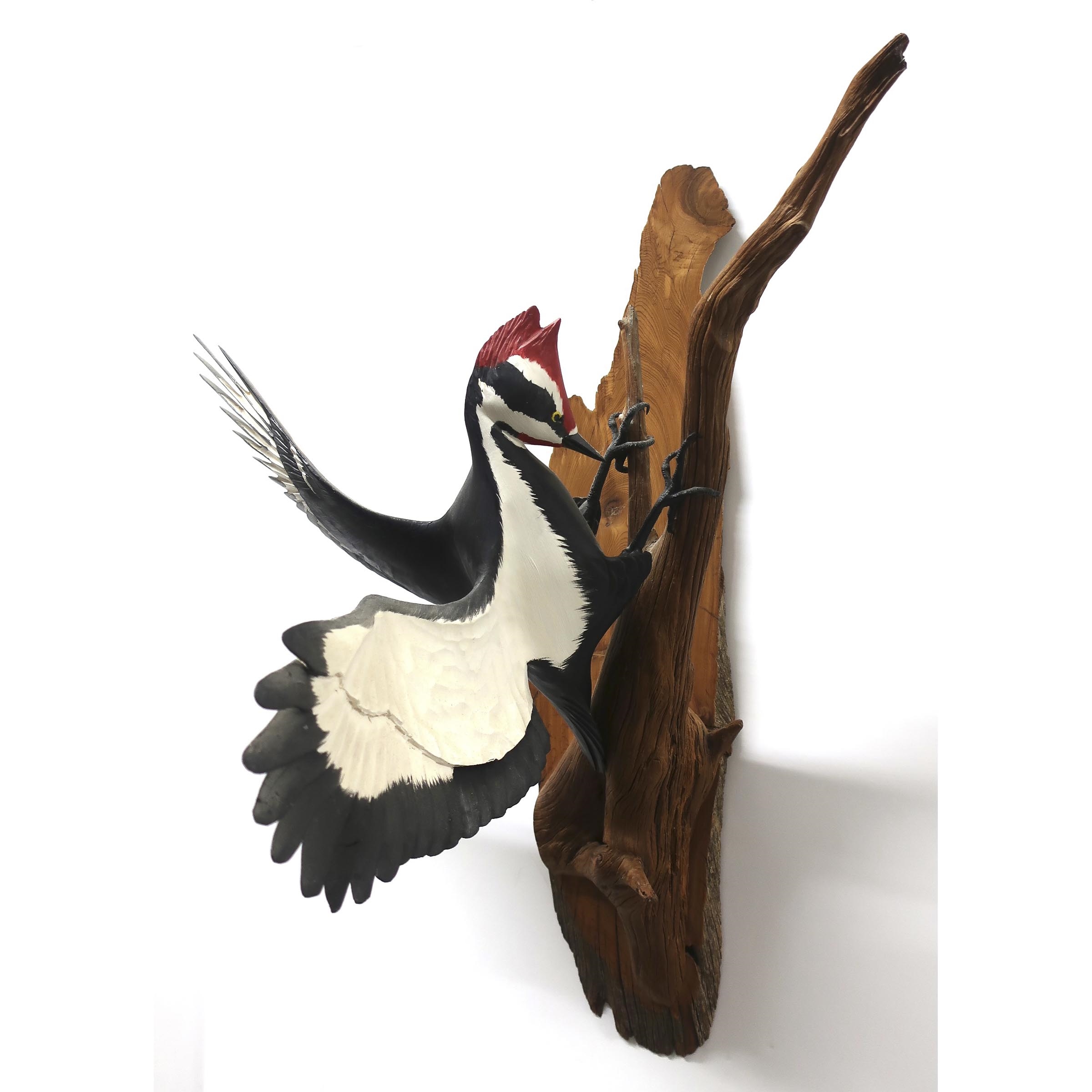 Betty Ruch (canadian) | PILEATED WOODPECKER | MutualArt