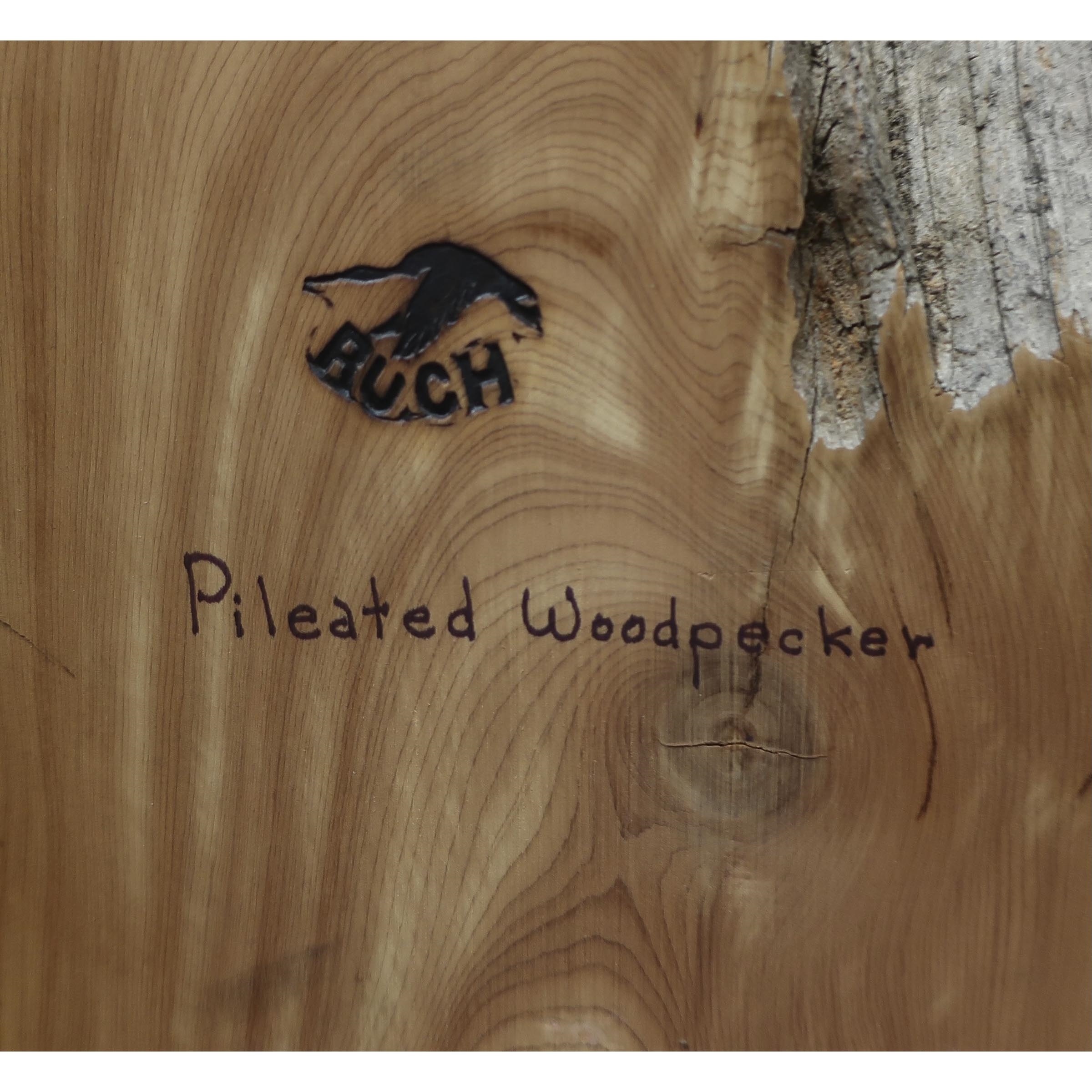 Betty Ruch (canadian) | PILEATED WOODPECKER | MutualArt
