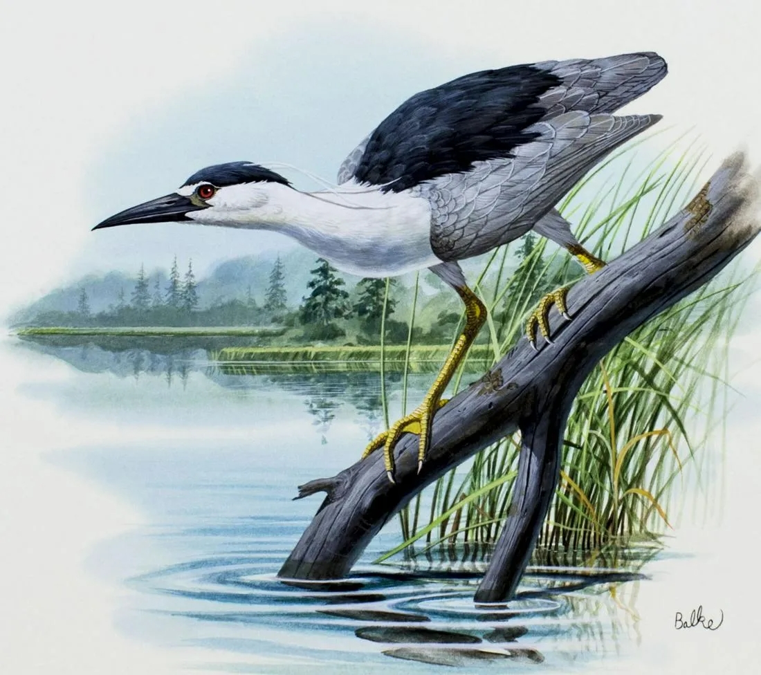 Don Balke | Great Blue Heron (1986) | MutualArt