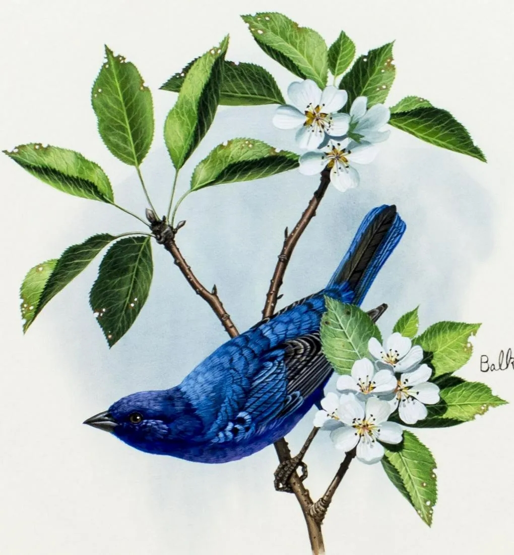Don Balke | Bird - Indigo Bunting and Pear Blossoms (1981) | MutualArt
