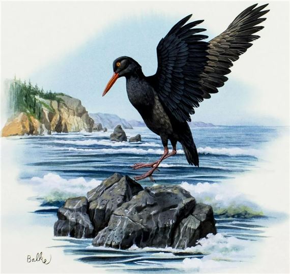 Don Balke | Bird - Black Oystercatcher (1985) | MutualArt