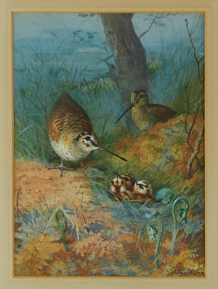 Archibald Thorburn | Woodcock Family | MutualArt