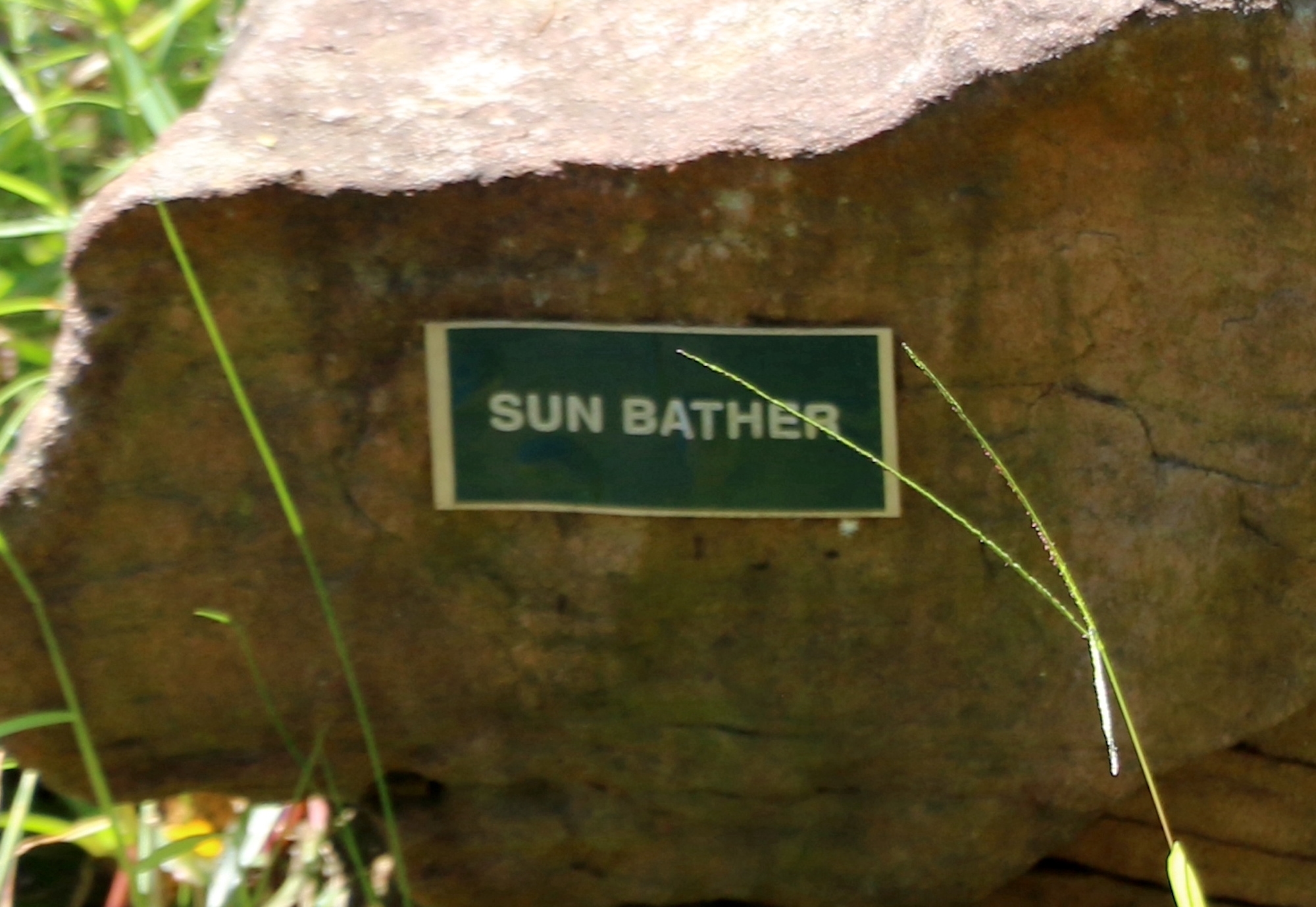 Joseph Ndandarika | SUN BATHER | MutualArt