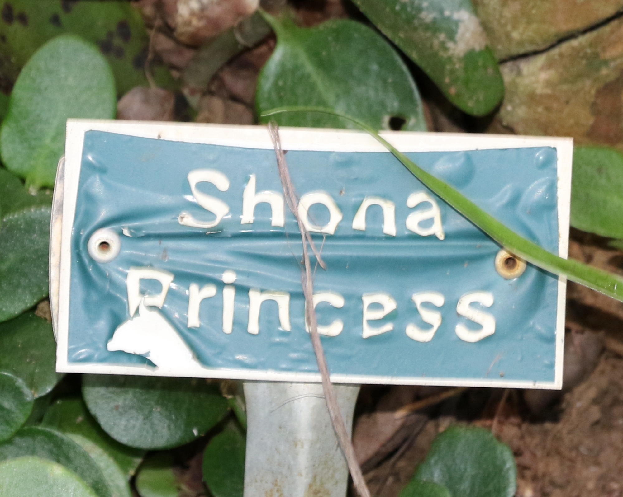 Adam Gutso | SHONA PRINCESS | MutualArt