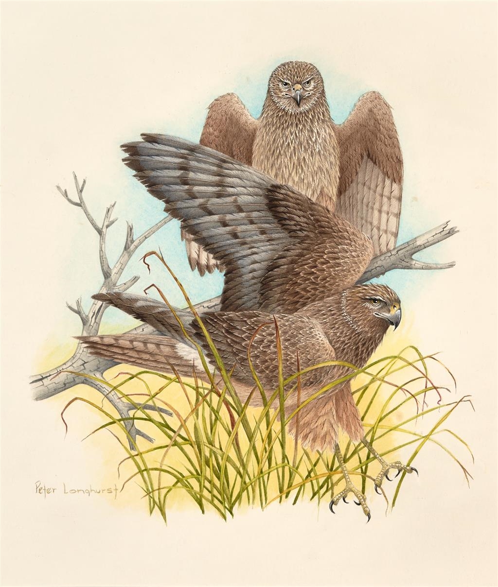 Peter Longhurst | Australian Marsh Harrier (1988) | MutualArt