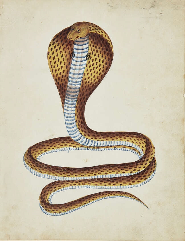 Indian School, 19th Century | A painting of a cobra (Circa 1860 ...