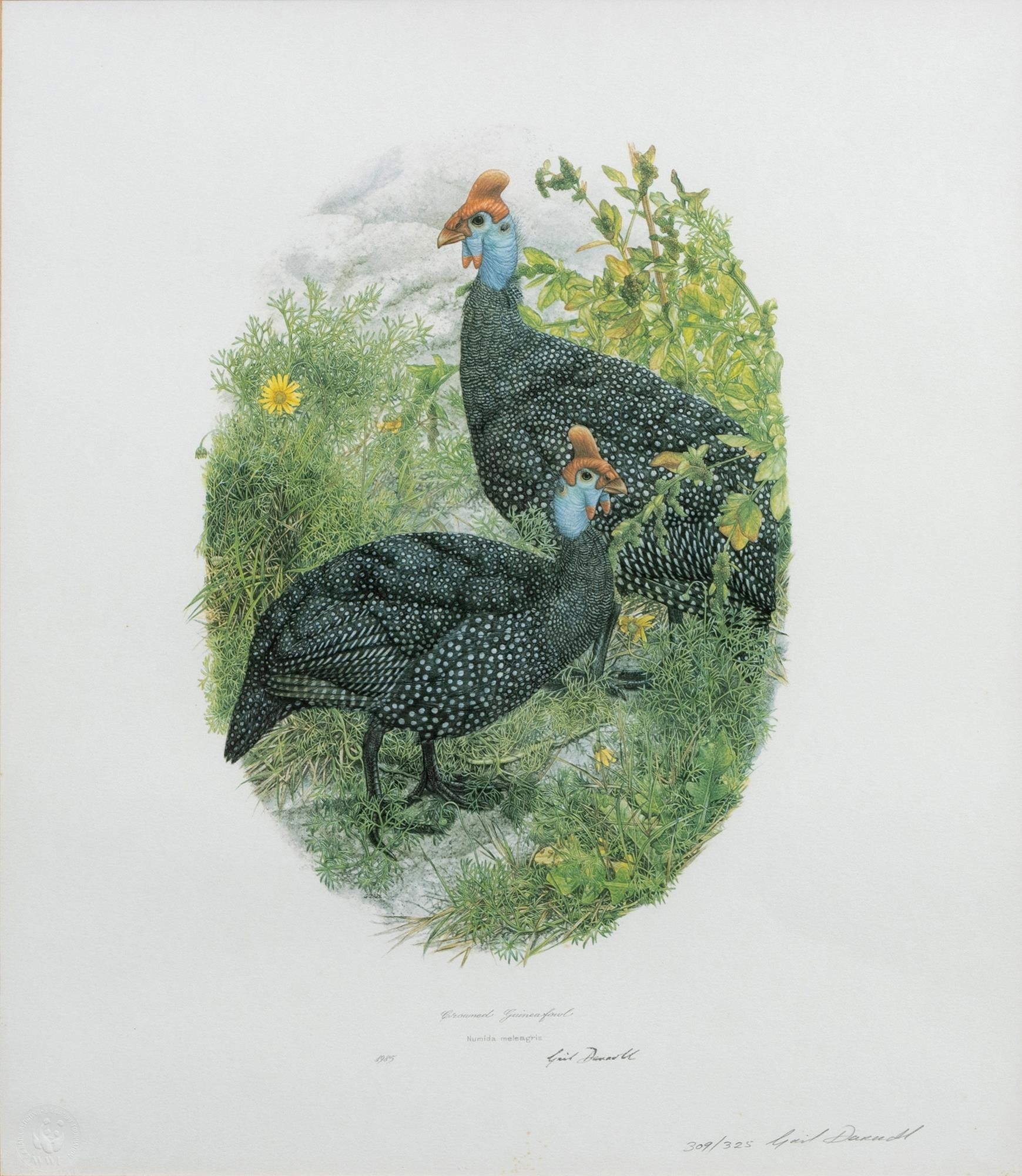 Gail Darroll | Gail Darroll (South African 1952 - ) CROWNED GUINEAFOWL ...