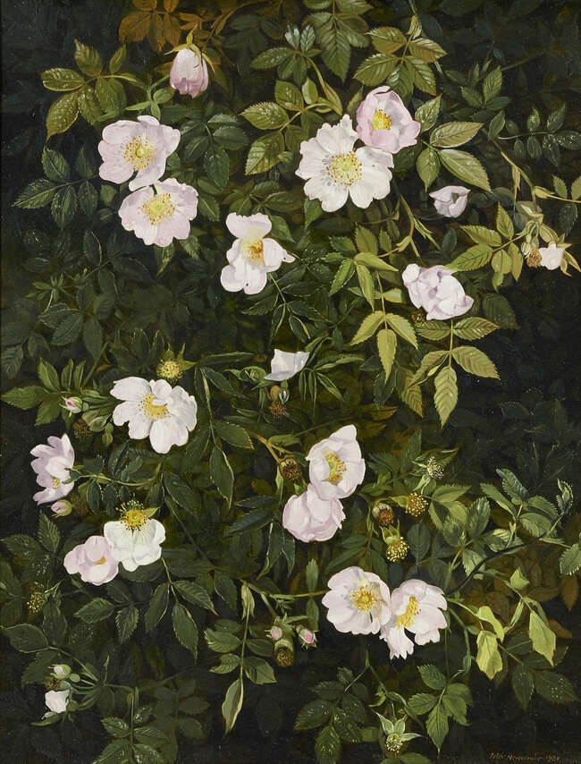 Peter Newcombe | British b. 1943 - Dog roses (1943) | MutualArt