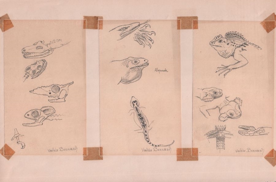 Valère Bernard | Lot de 13 dessins à la mine de plomb d’animaux dont ...