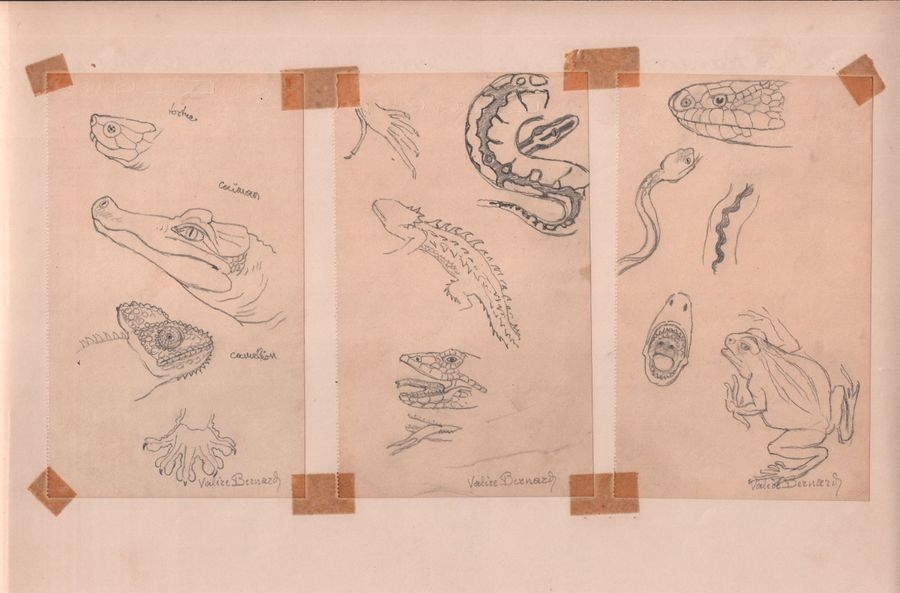 Valère Bernard | Lot de 13 dessins à la mine de plomb d’animaux dont ...