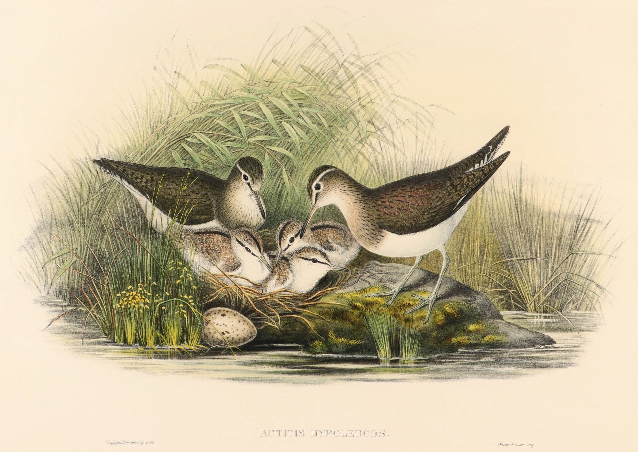 Henry Constantine Richter | Common sandpipers and their young | MutualArt