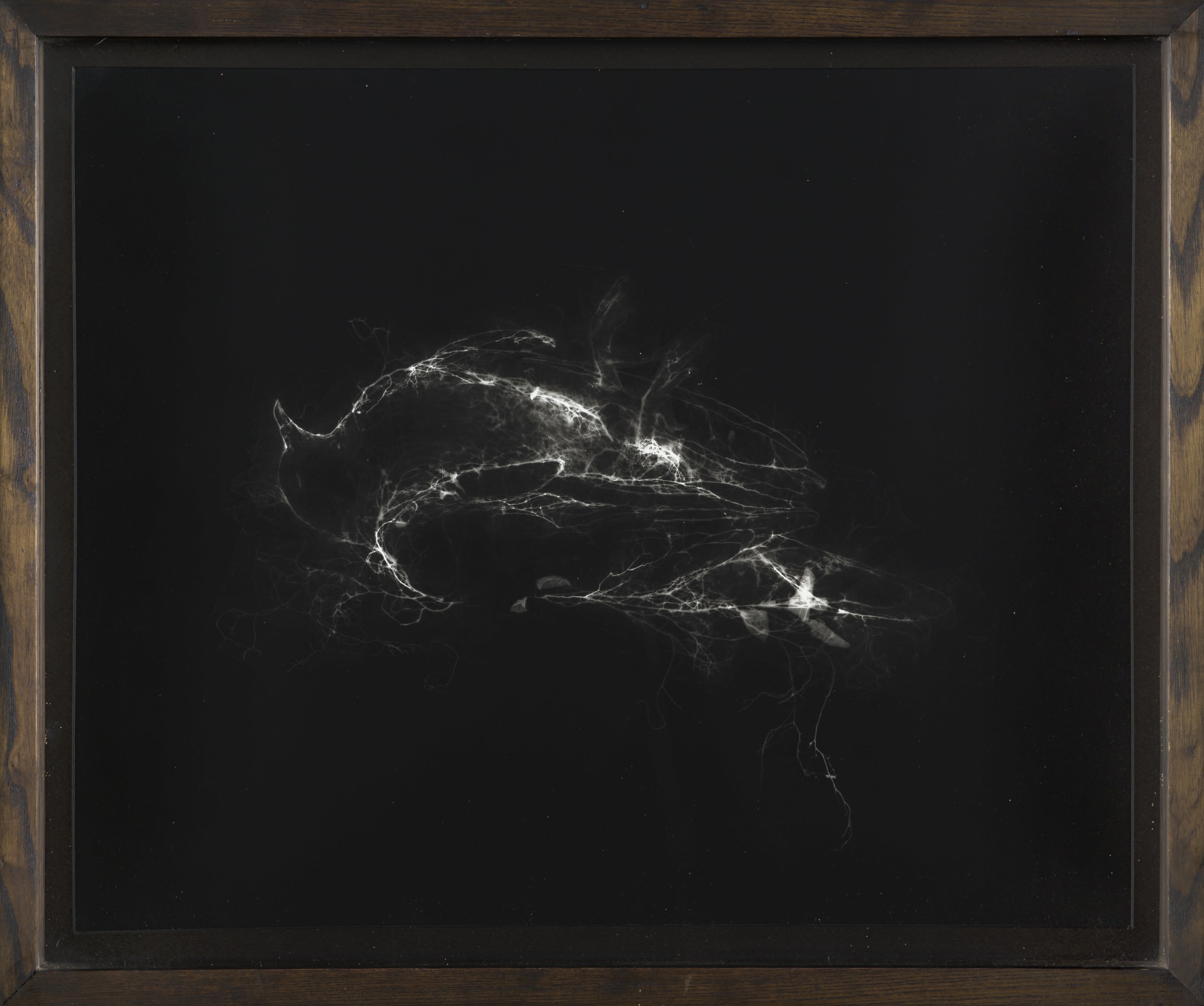 Gerhard Marx | Bird with Weeds | MutualArt