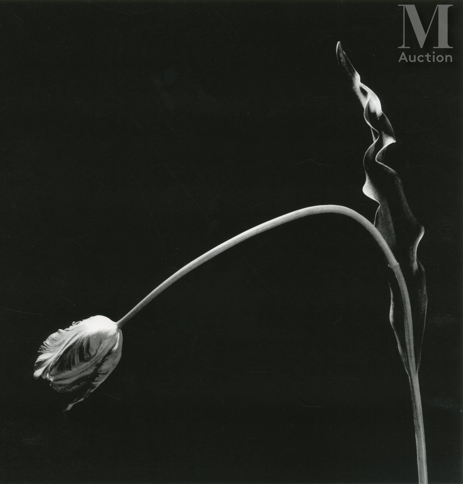 Robert Mapplethorpe | Thomas (1986) | MutualArt
