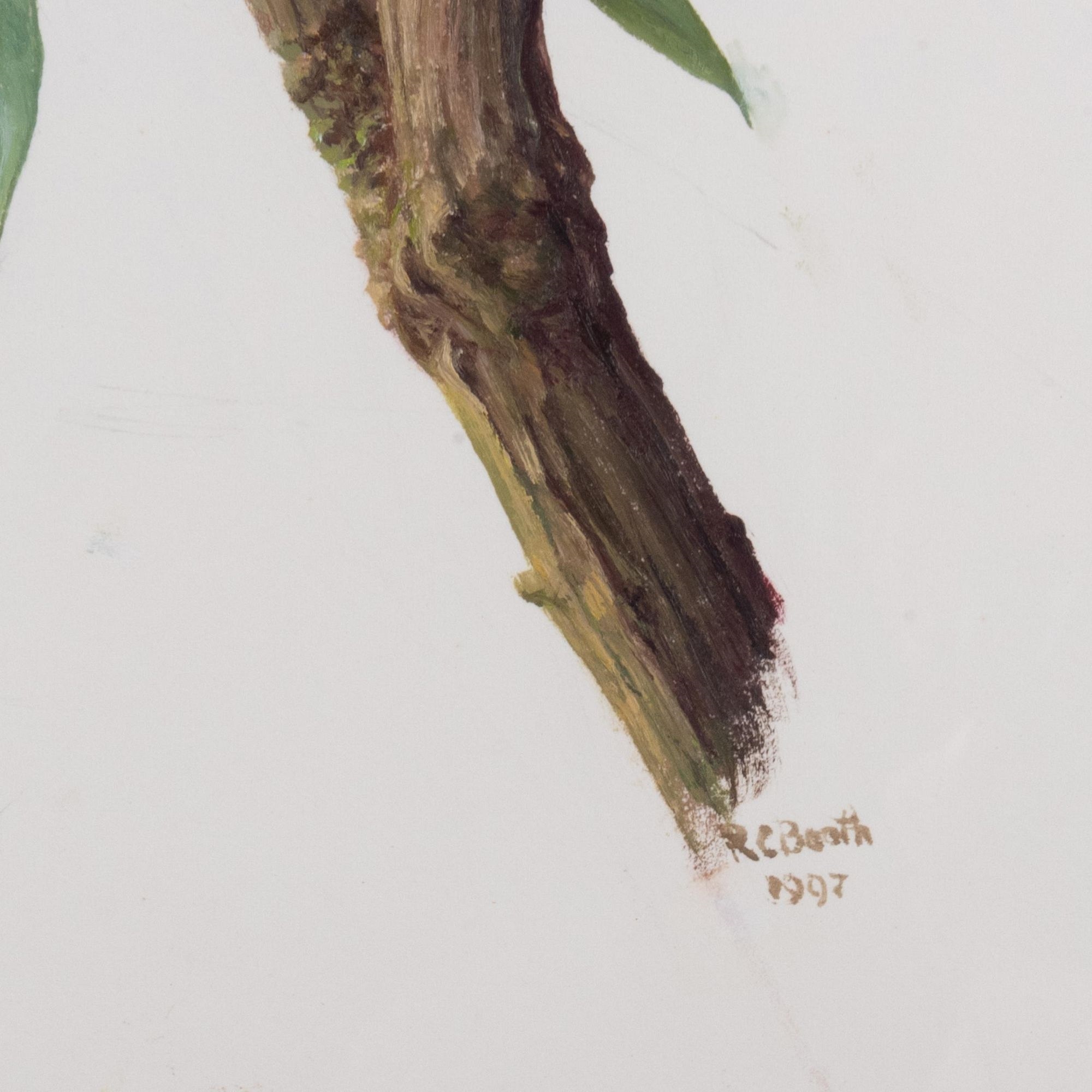 Raymond Booth | Japanese Tree Peony (1997) | MutualArt