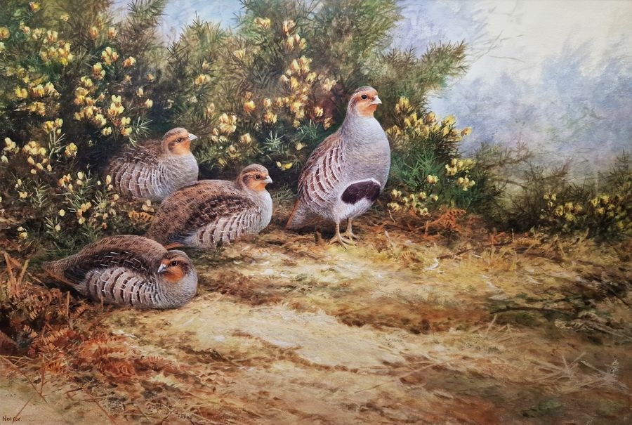 Neil Cox | Partridge beside gorse | MutualArt