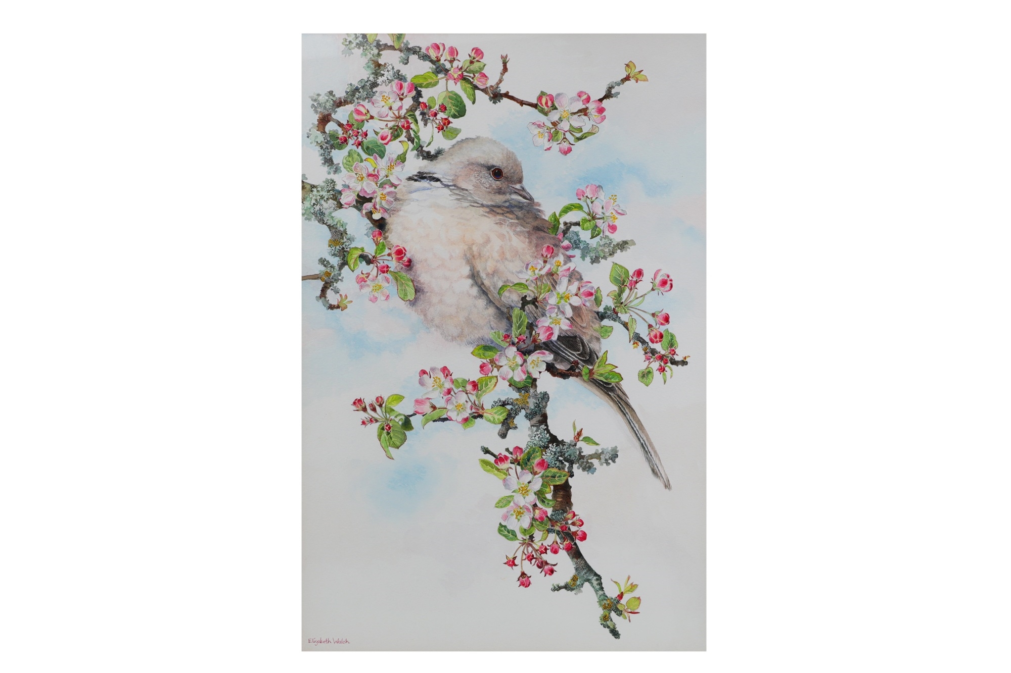 Elizabeth Walsh | Turtle Dove | MutualArt