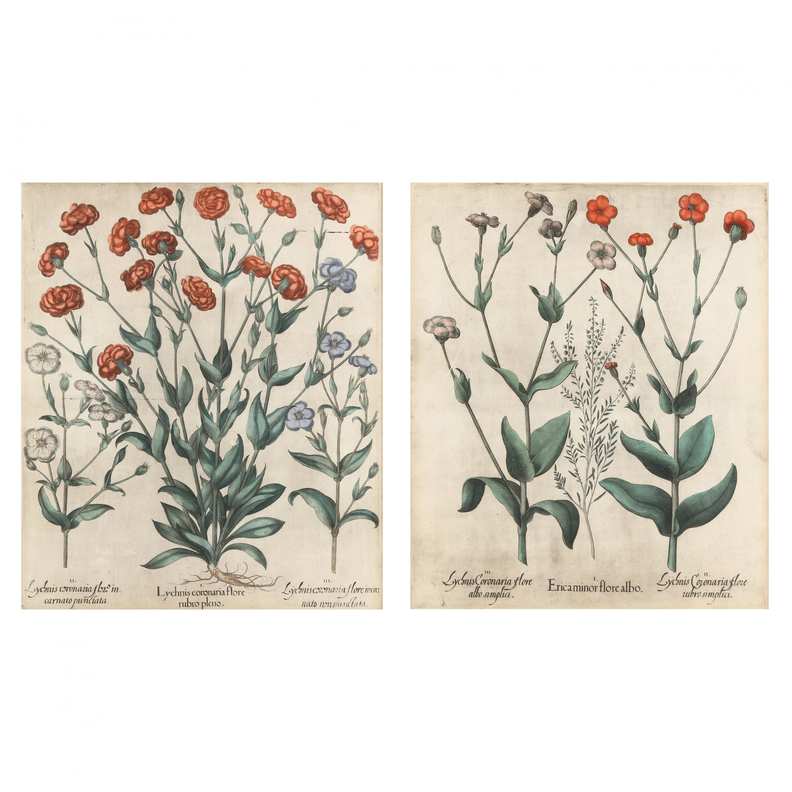 Basilius Besler | Two Botanical Illustrations from Hortus Eystettensis ...