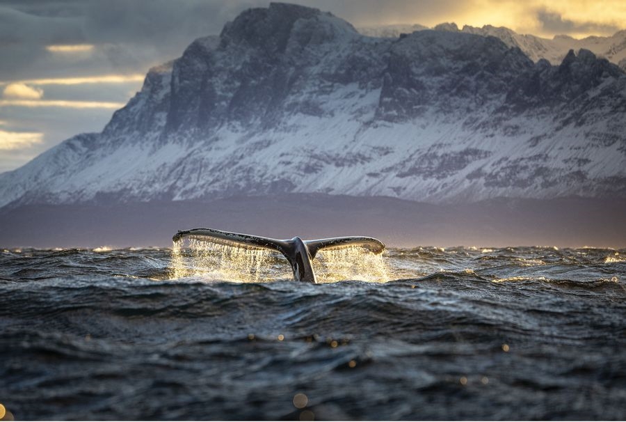Stephane Granzotto | HUMPBACK WHALE IN THE FJORD (2022) | MutualArt