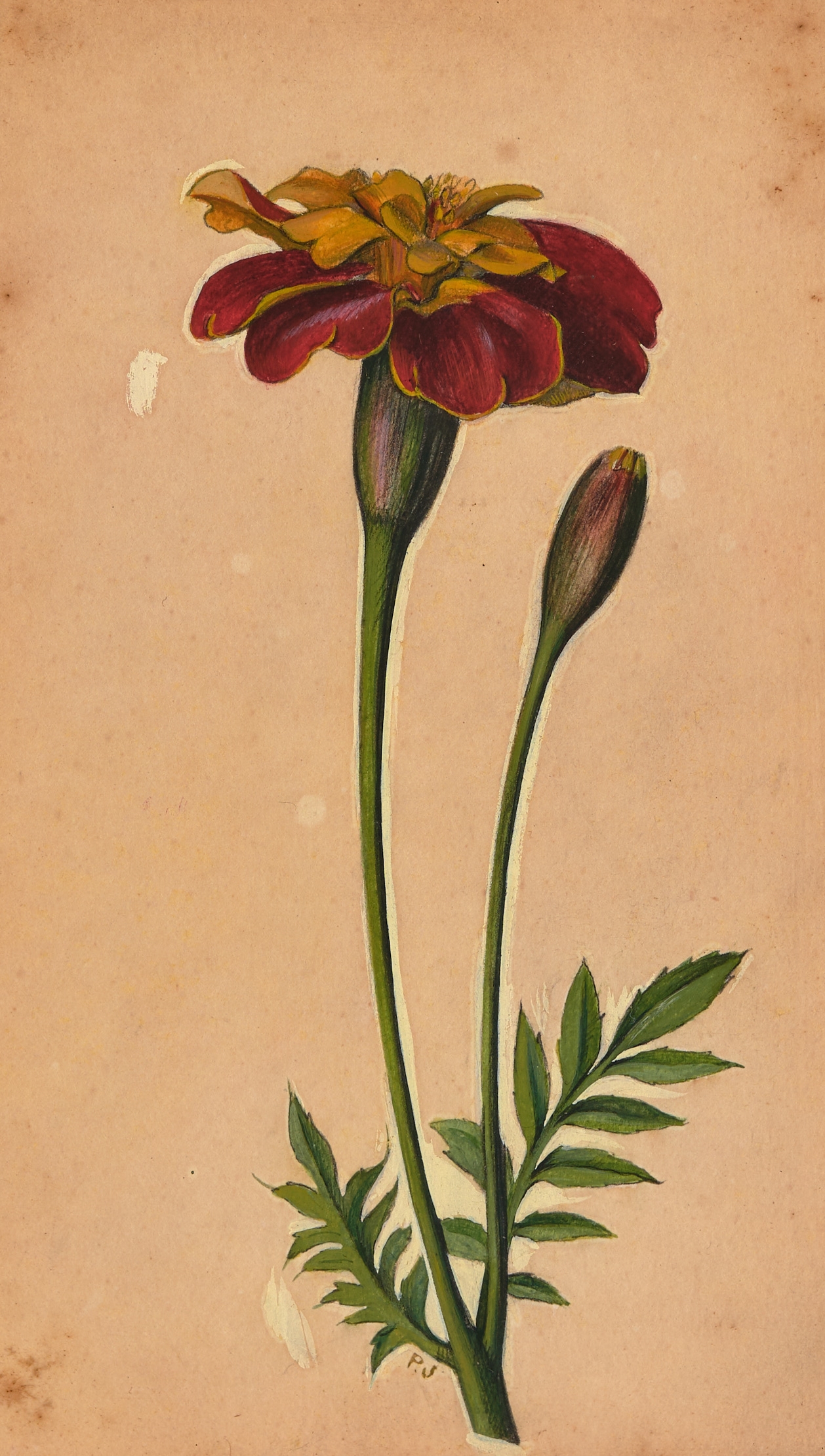 Paul Osborne Jones | French Marigold (1940) | MutualArt