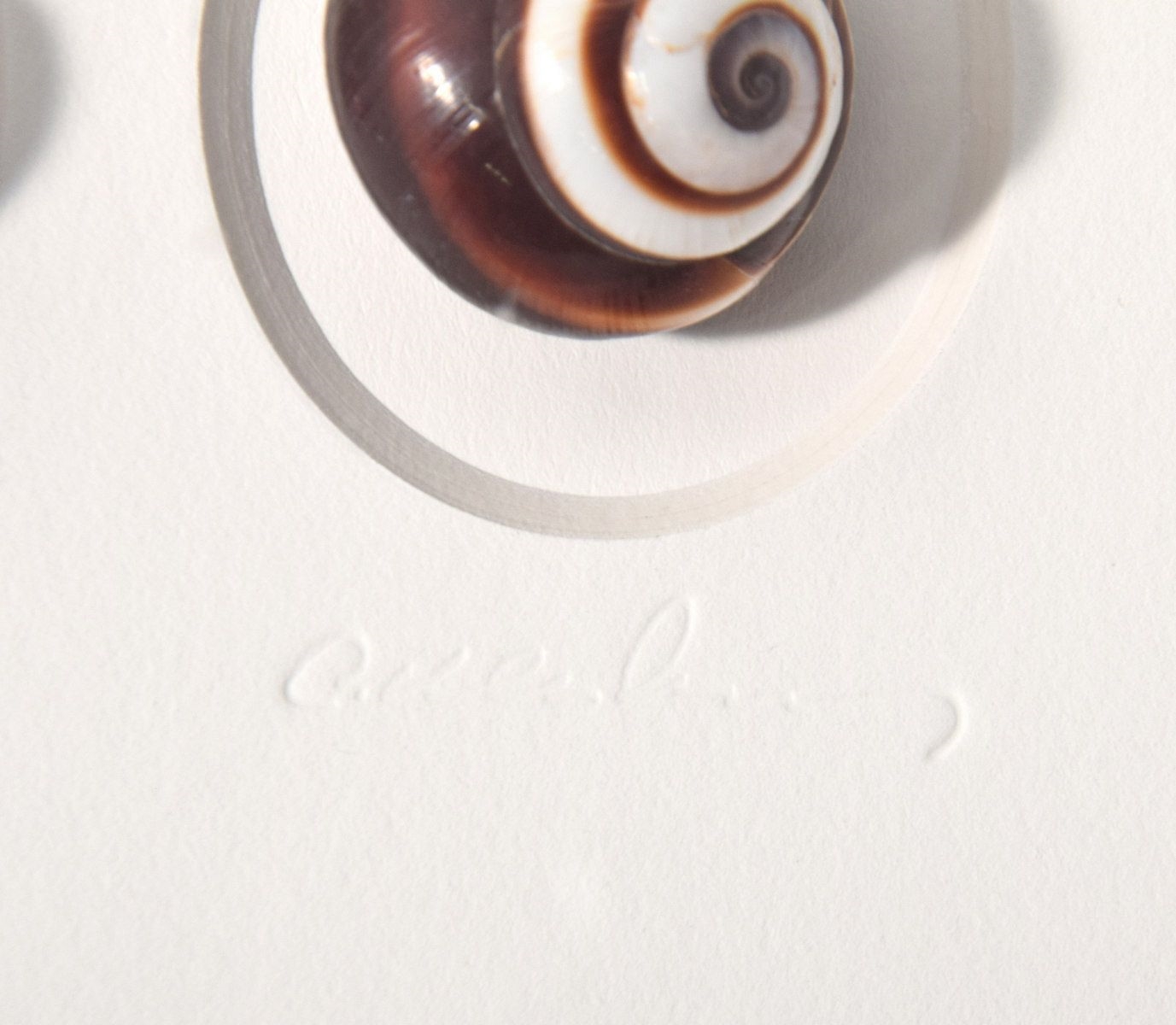 Christopher Marley | PHEROMONE Regal Snail Specimen | MutualArt