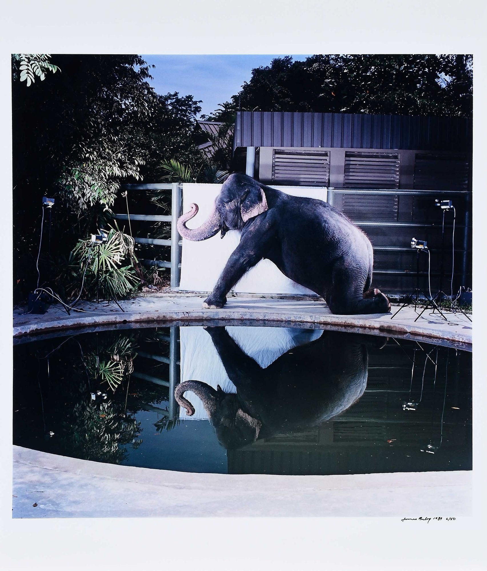 James Balog | Two works: Endangered Condor and Pygmy Elephant ...
