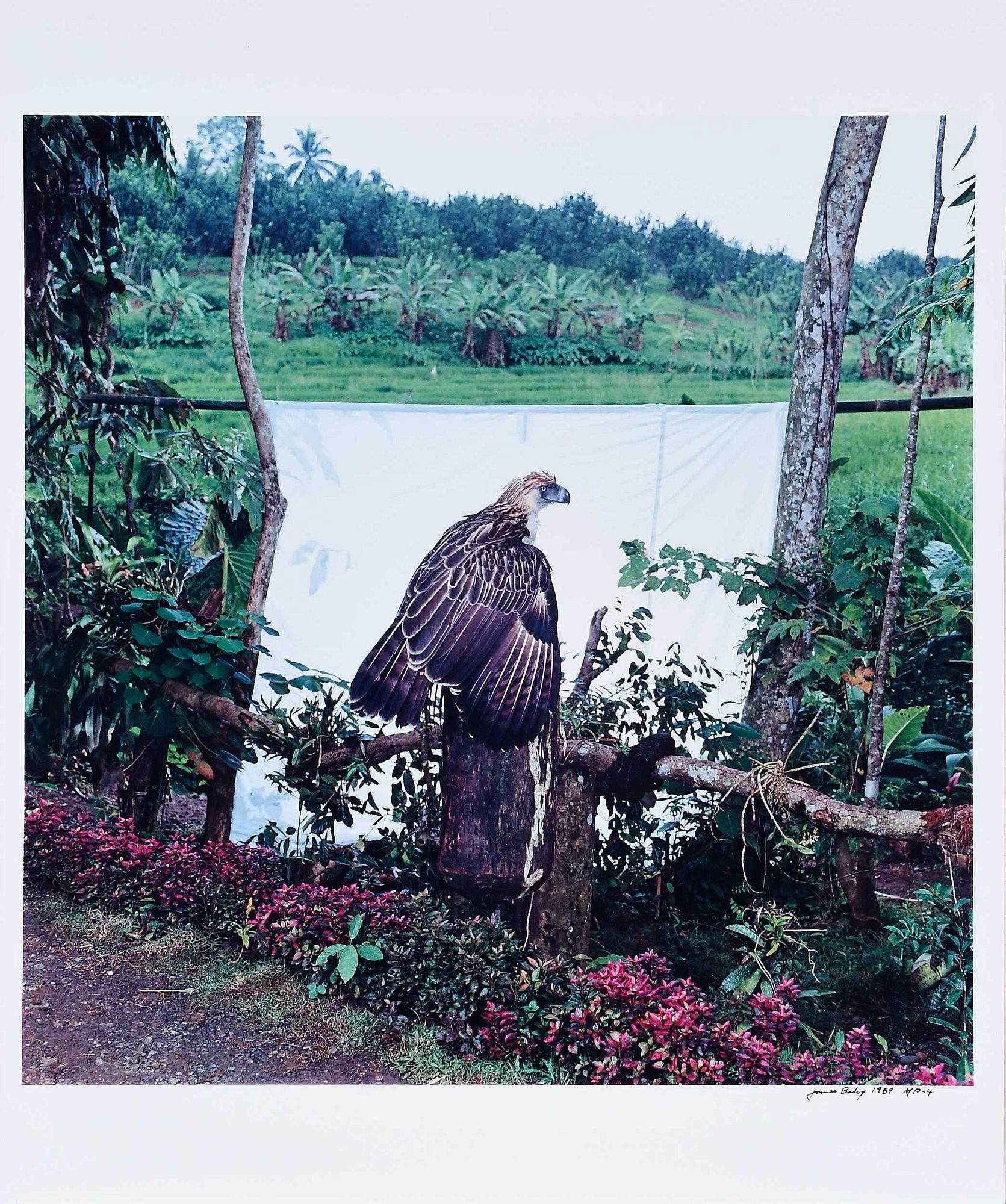 James Balog | Two works: Endangered Condor and Pygmy Elephant ...