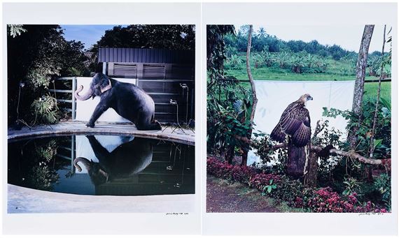 James Balog | Two works: Endangered Condor and Pygmy Elephant ...