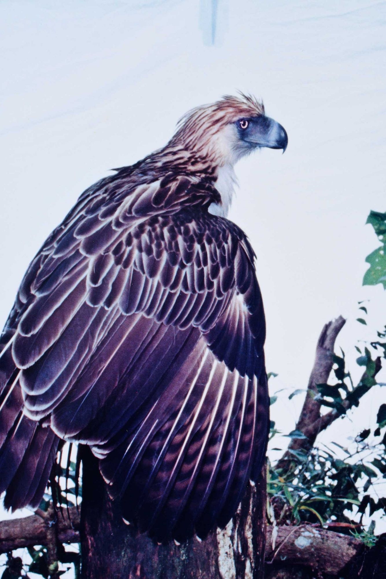 James Balog | Two works: Endangered Condor and Pygmy Elephant ...