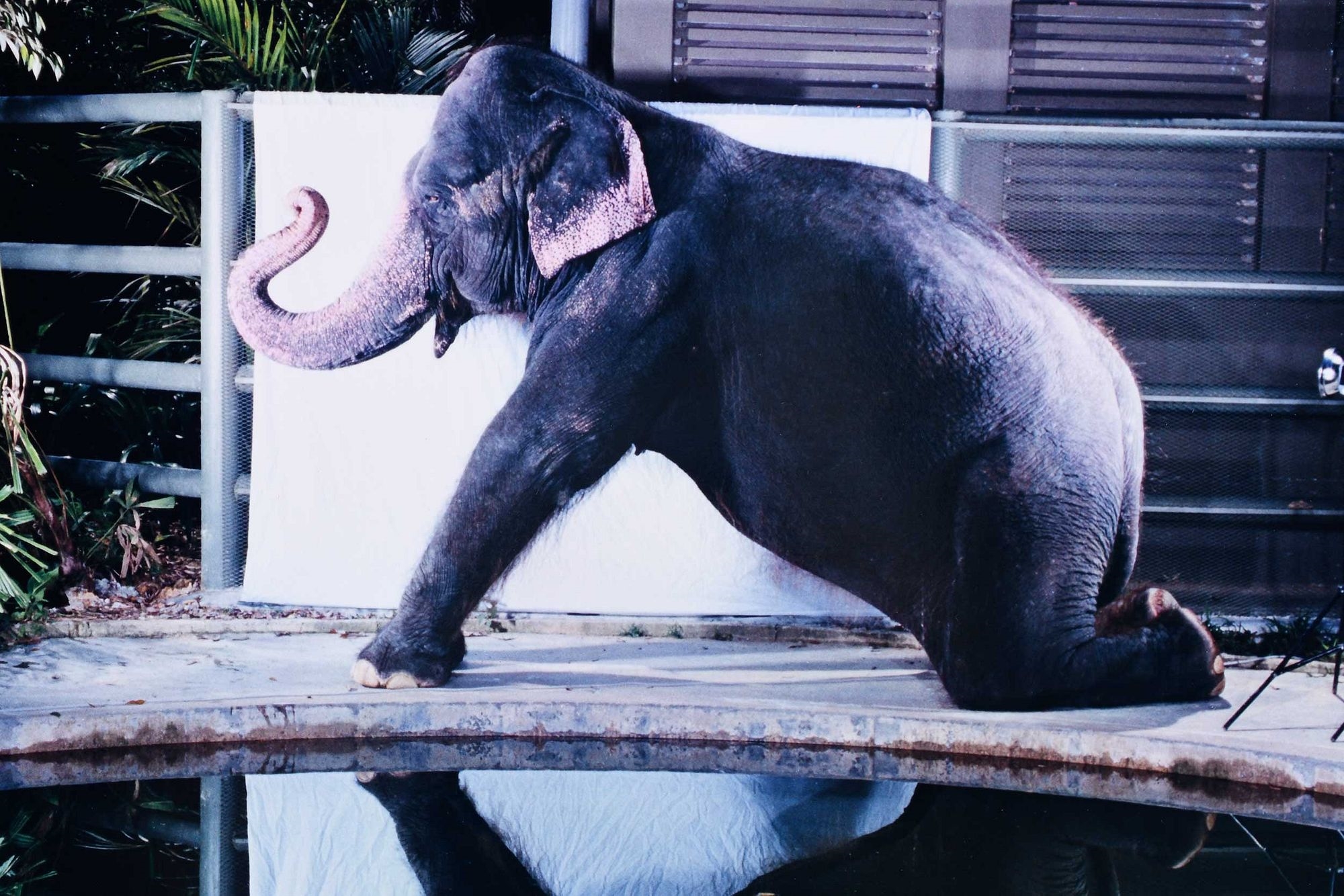James Balog | Two works: Endangered Condor and Pygmy Elephant ...