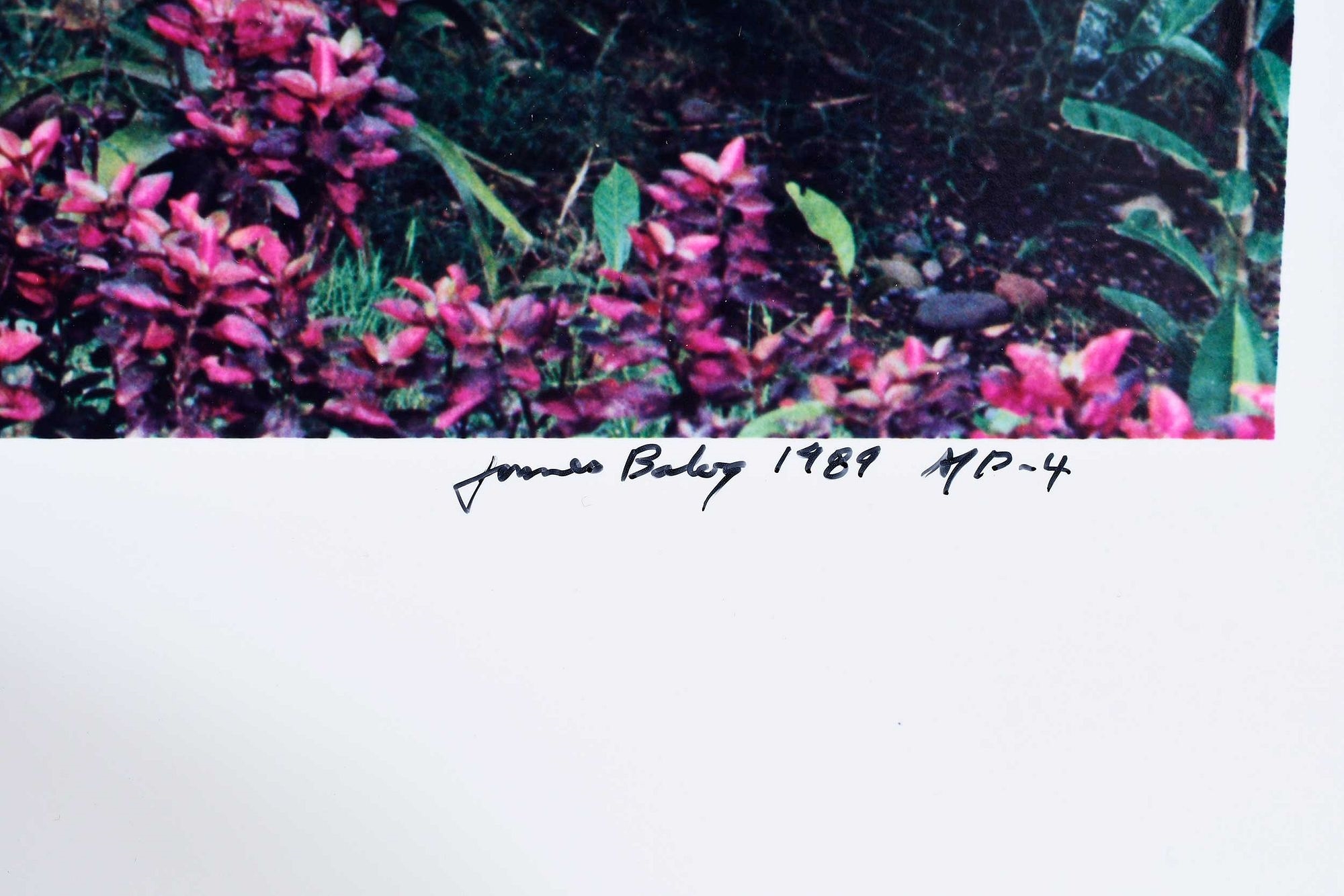 James Balog | Two works: Endangered Condor and Pygmy Elephant ...