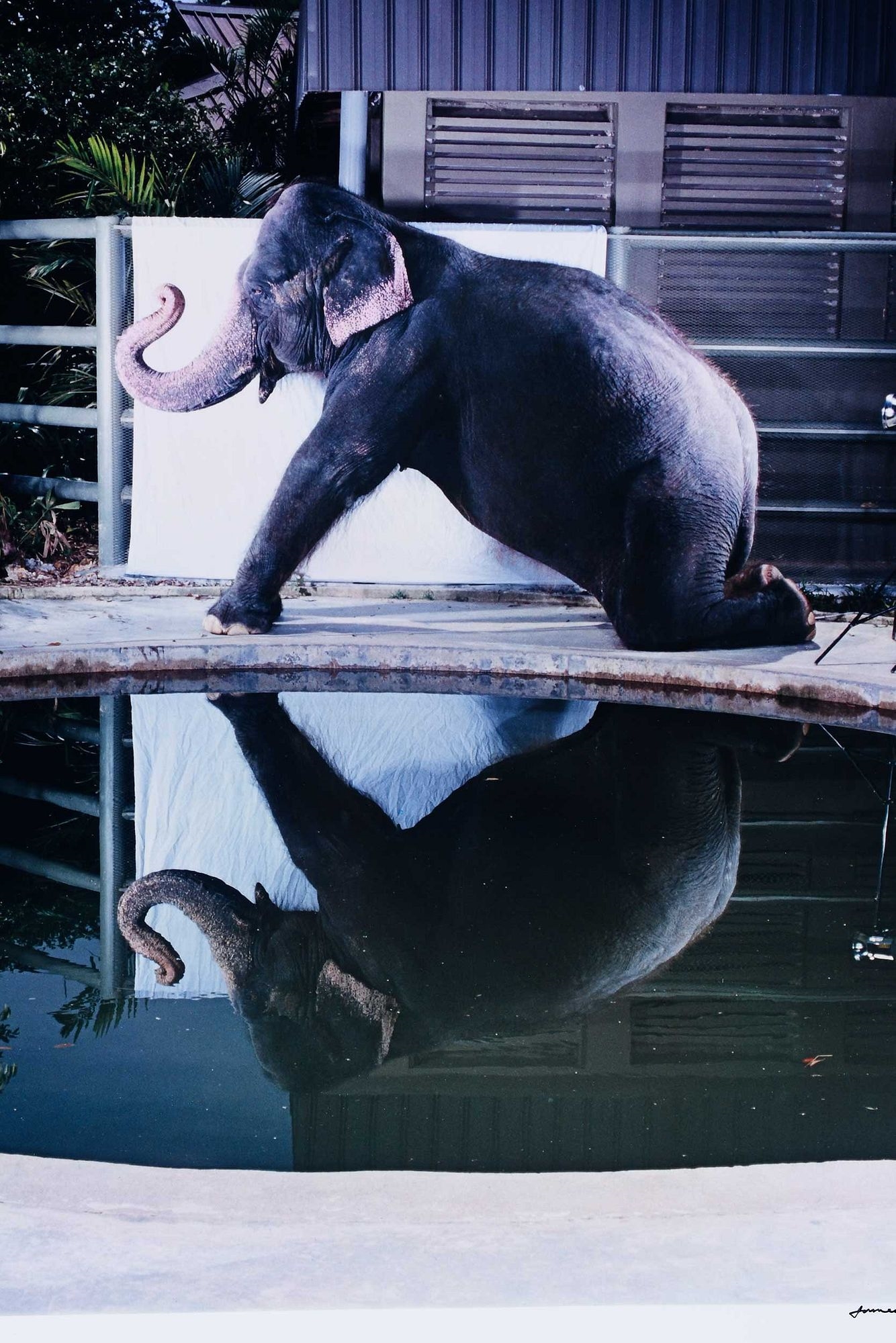 James Balog | Two works: Endangered Condor and Pygmy Elephant ...
