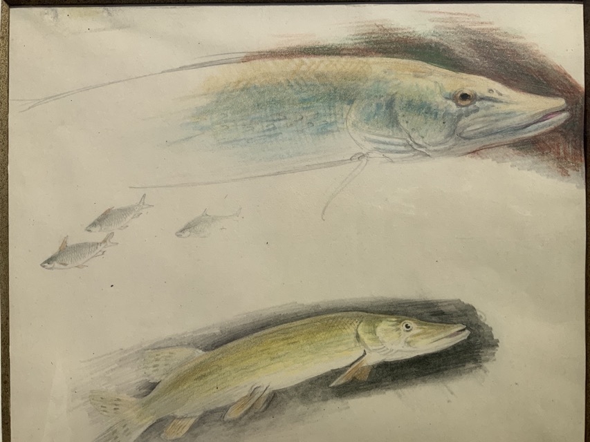 John Edgar Platt | studies of a pike and other fish | MutualArt