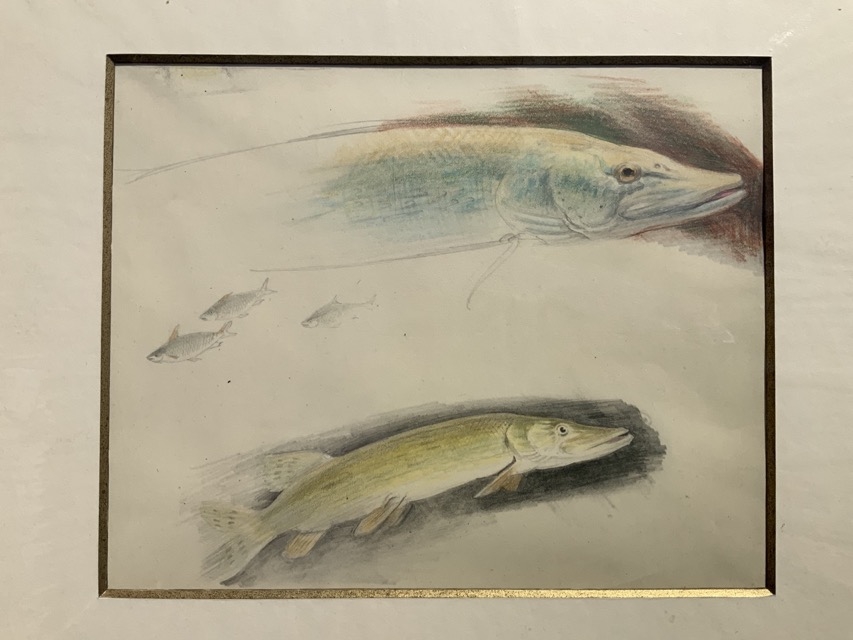 John Edgar Platt | studies of a pike and other fish | MutualArt