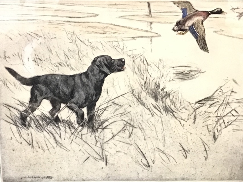 George Vernon Stokes | duck being risen by labrador in landscape ...