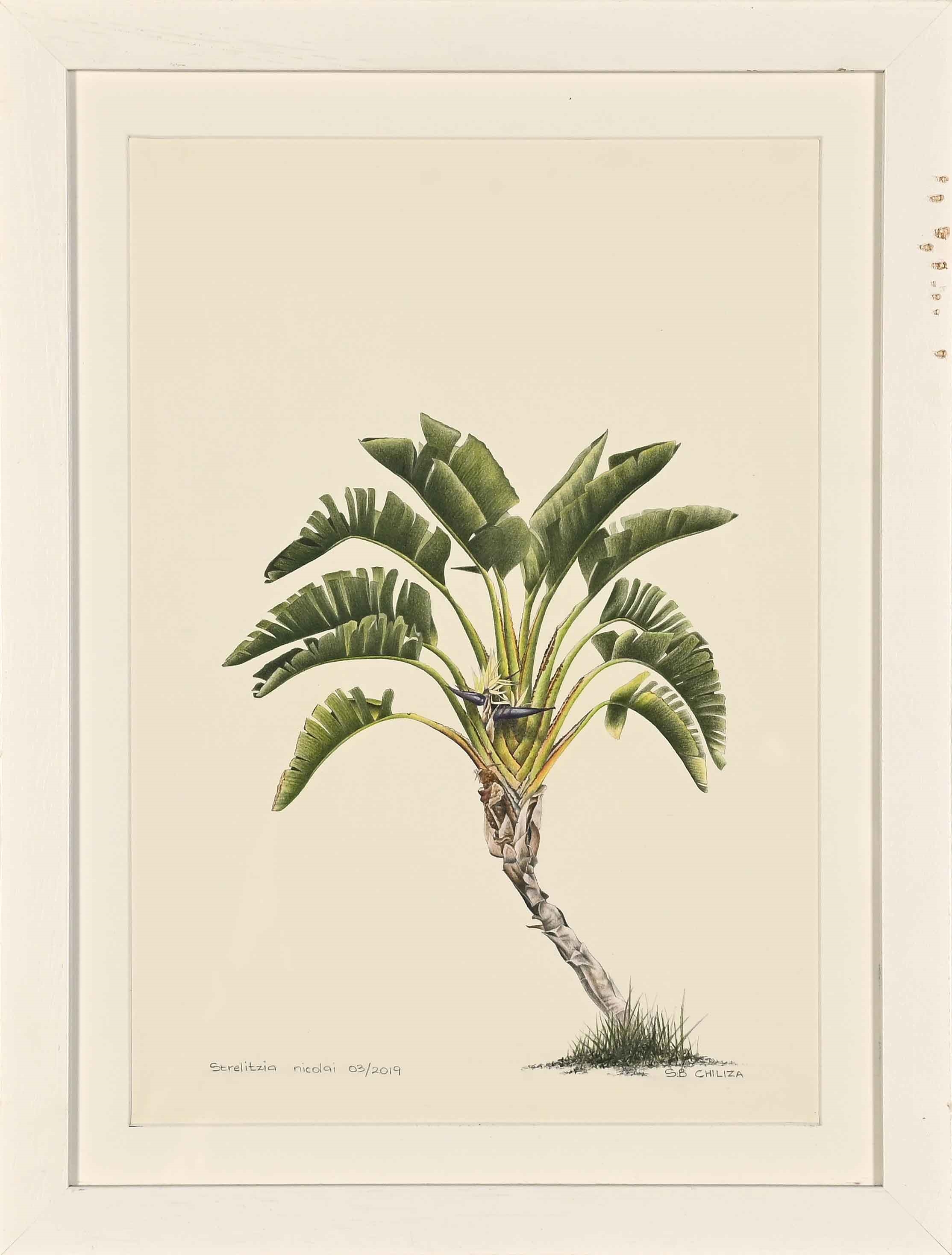 Sibonelo Chiliza | Strelitzia nicolai II (2019) | MutualArt