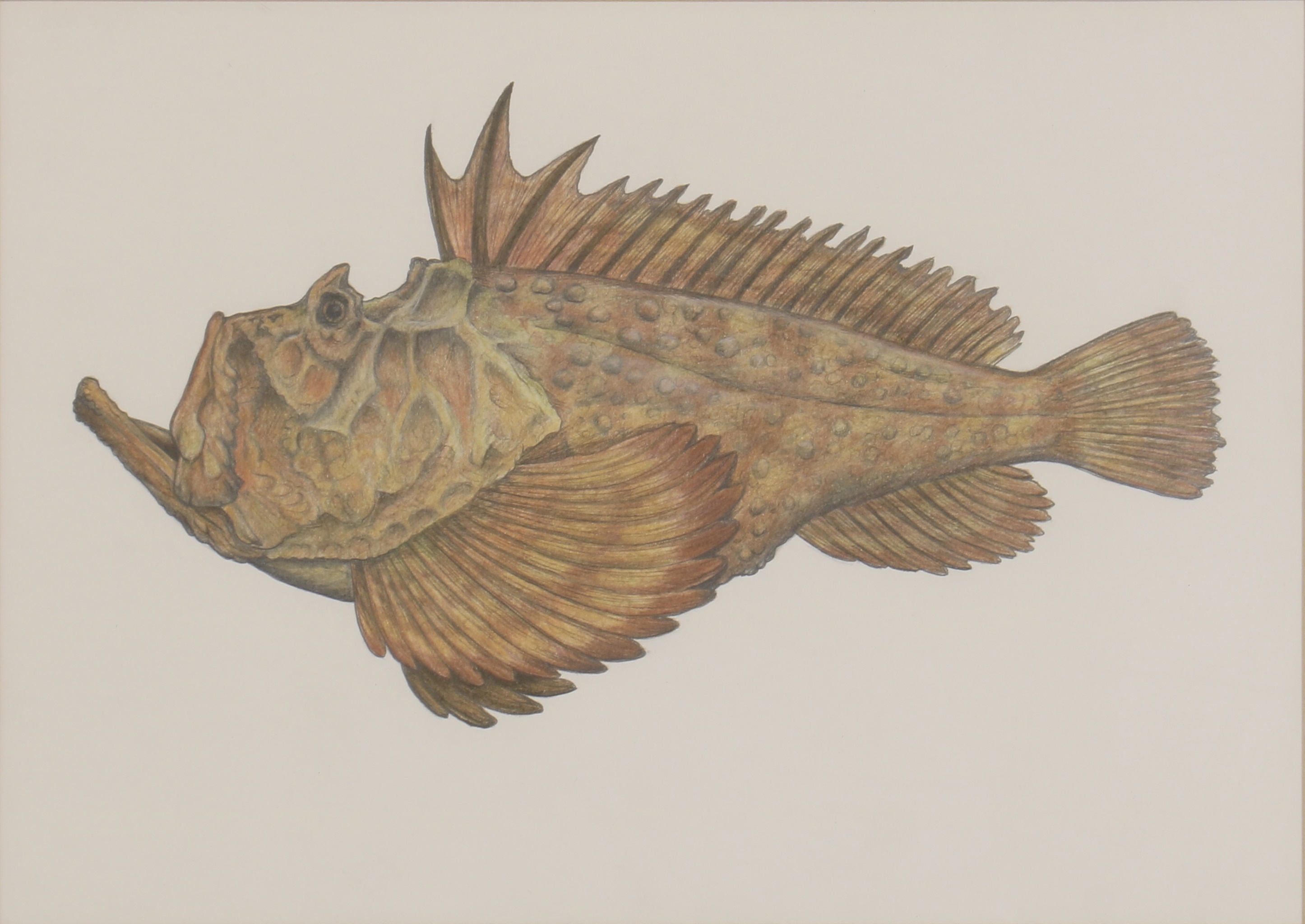 Phil Cole | Death Down Under Stone Fish; set of four | MutualArt
