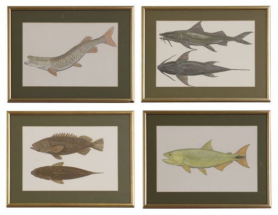 Phil Cole | River of Blood Golden Dorado; set of four | MutualArt