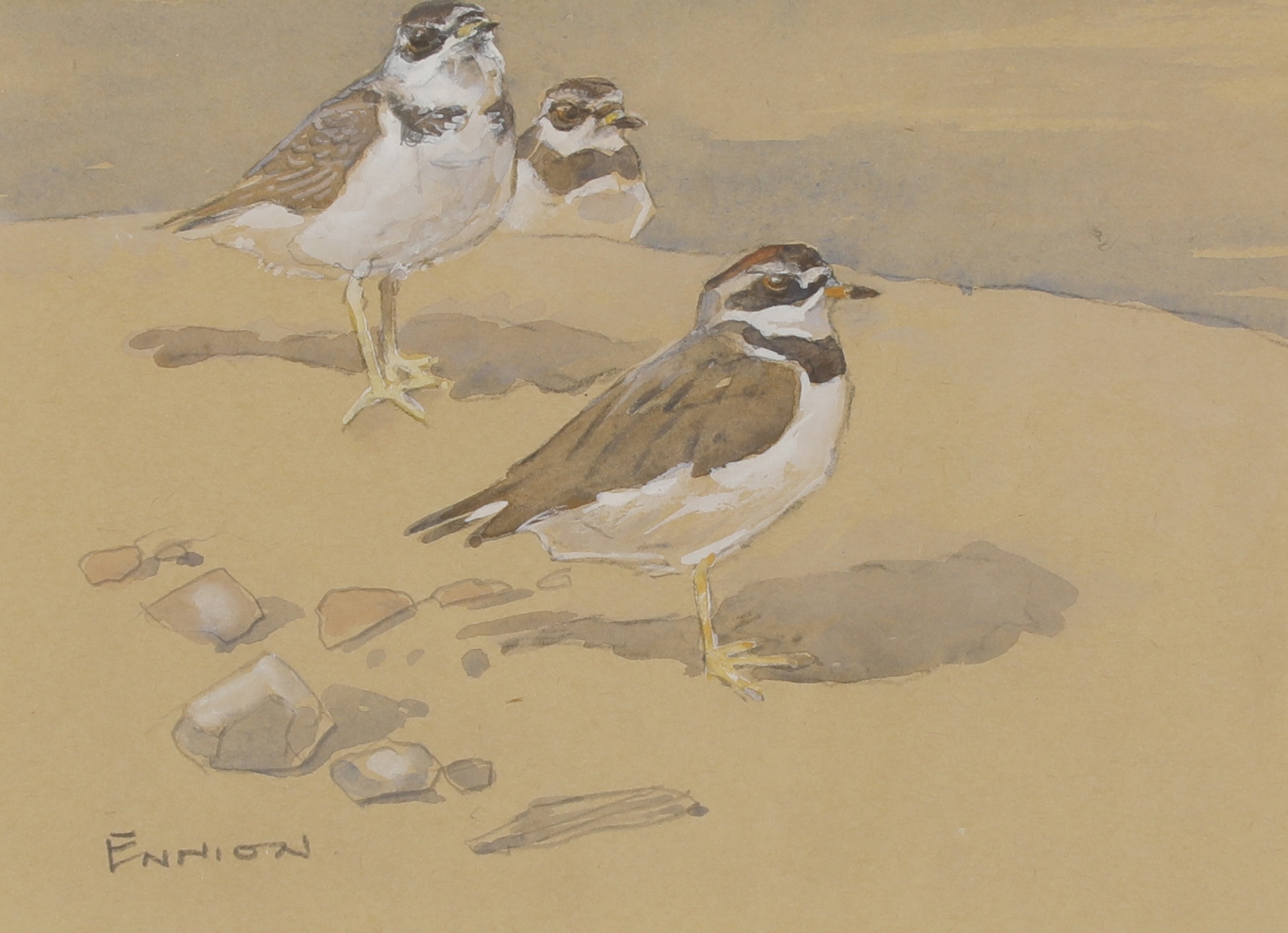 Eric Arnold Roberts Ennion | Ringed Plovers (1900) | MutualArt