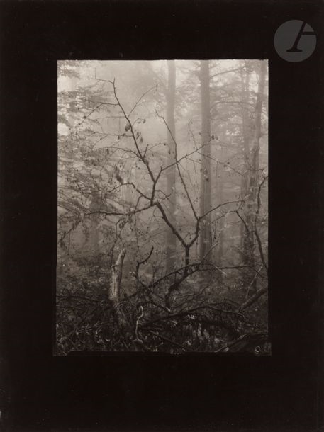Josef Sudek | Mionsi Forest, c. 1950-1960. (1950 - 1960) | MutualArt
