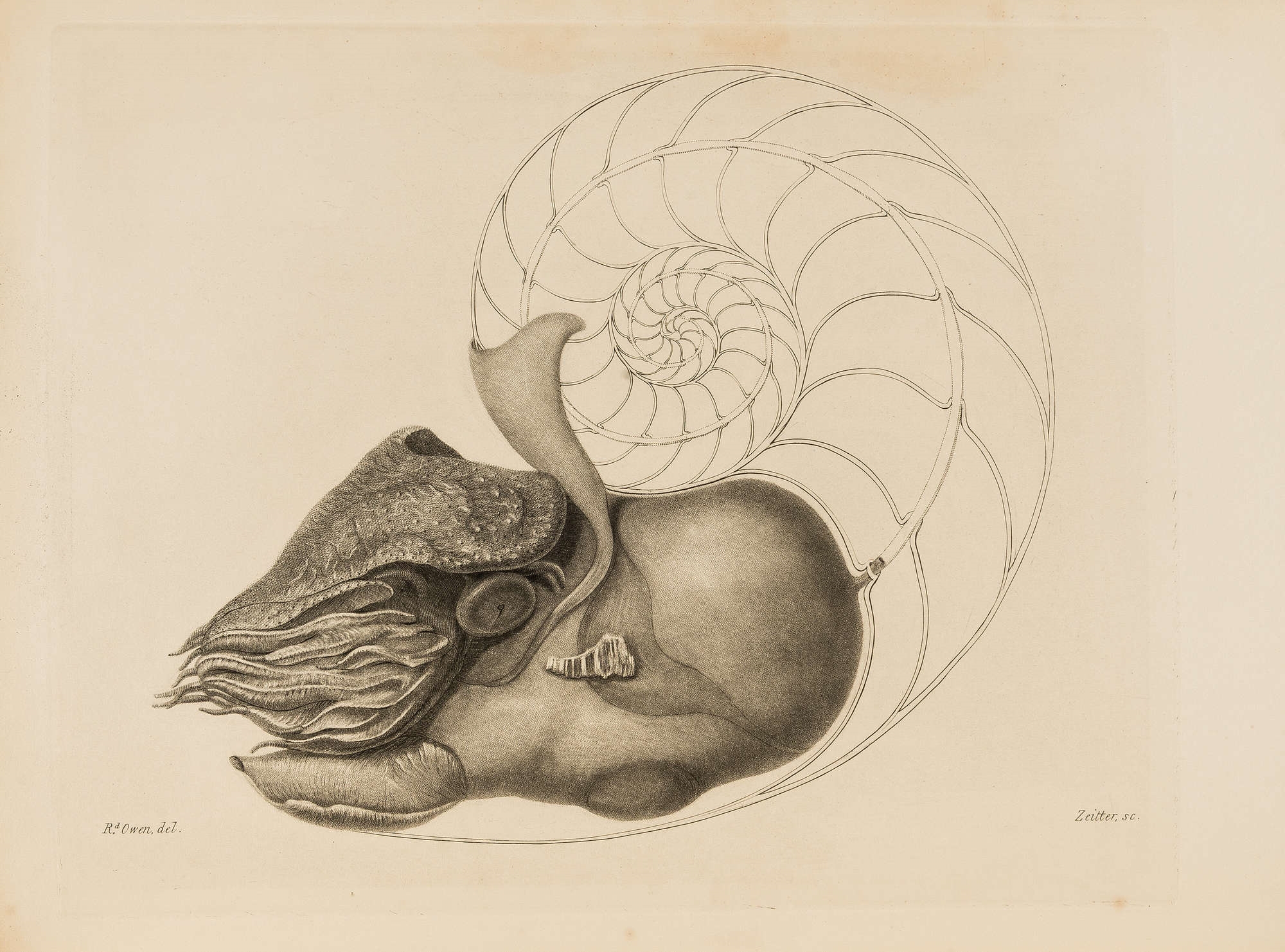 Richard Owen | Memoir on the Pearly Nautilus (1832) | MutualArt