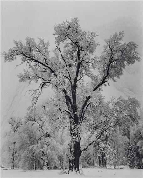 Ansel Adams | Stump | MutualArt