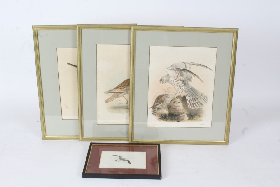 Peter Hayman | Robin | MutualArt