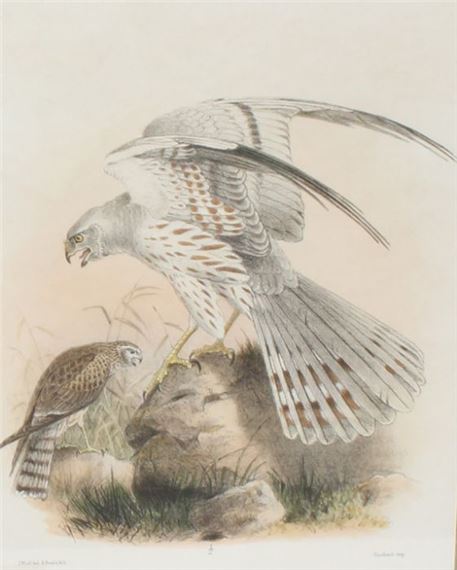 Peter Hayman | Robin | MutualArt