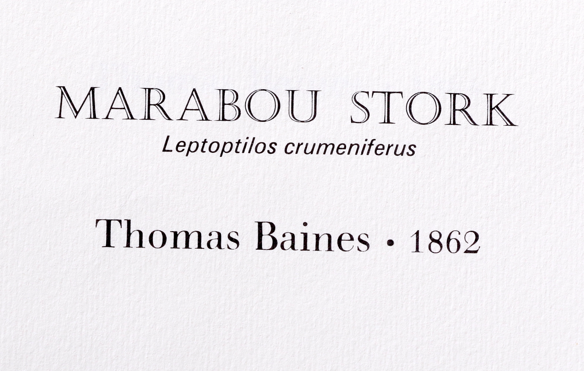 Thomas Baines | THE BIRDS OF SOUTH AFRICA | MutualArt